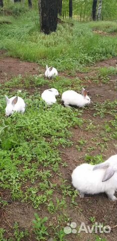 Калифорнийские кролики