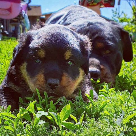 Шикарные крупные щенки ротвейлера