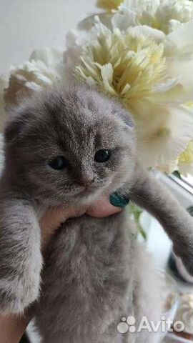 Шотландская