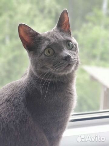 Кот - друг Василёк