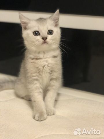 Шотландские котята