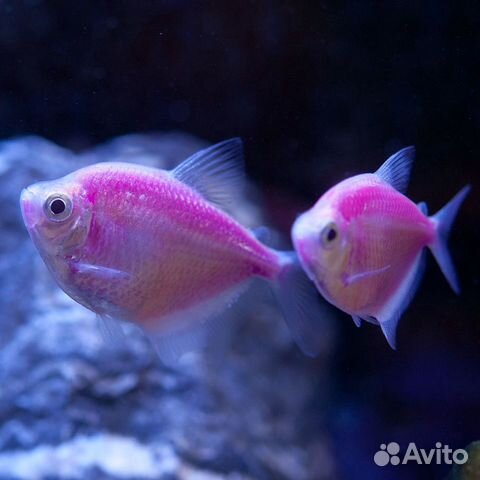 Рыба тернеция