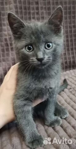 Котенок, метис, от русской голубой мамы
