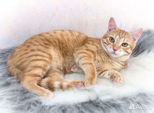 Котик Стёпа 1 год