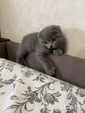 Шотландские котята с метрикой