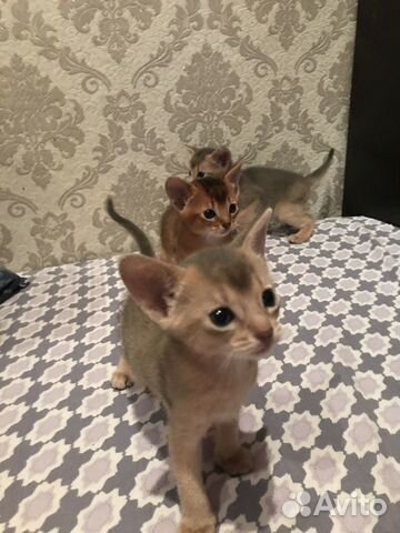Абиссинские котята