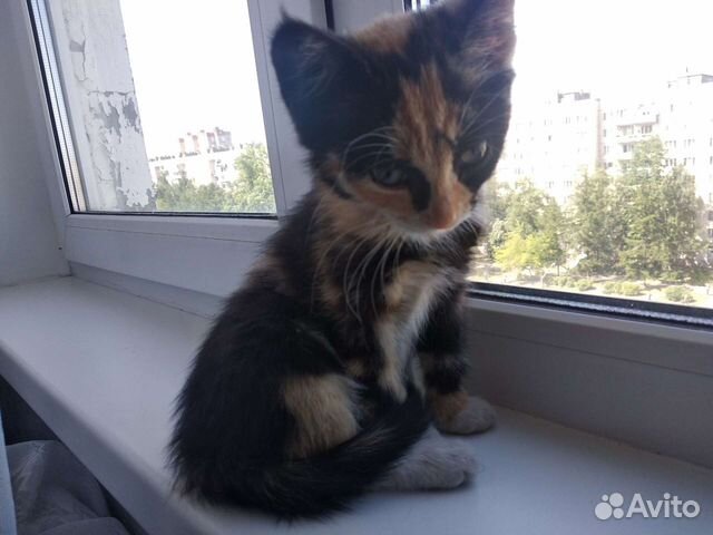 Маленькая кошечка ищет дом