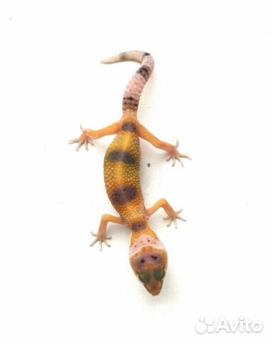 Пятнистый Эублефар (Eublepharis Macularis)