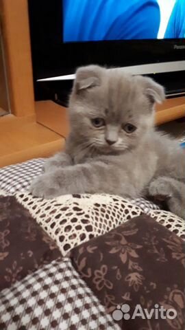 Шотландская вислоухая кошка