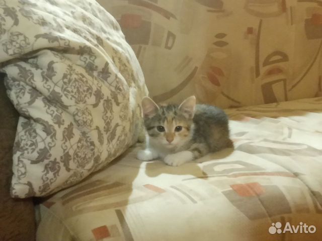 Отдам в добрые руки котенка