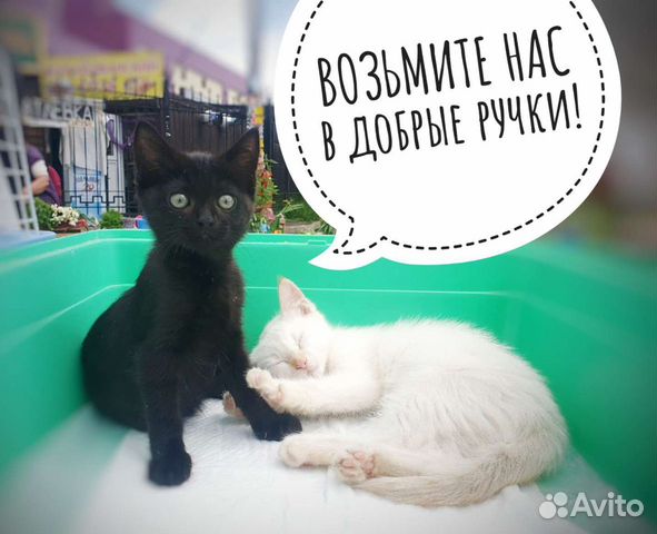 "Инь и Ян" ищут добрых хозяев