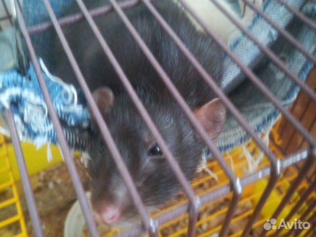 Крыса дамбо с клеткой