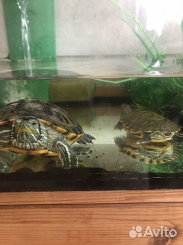 Красноухие Черепахи