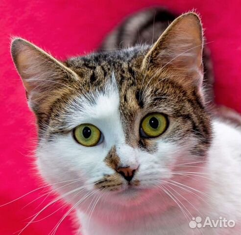 Золотая кошка Зайка в добрые руки