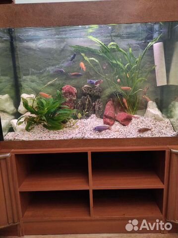 Аквариум с рыбками
