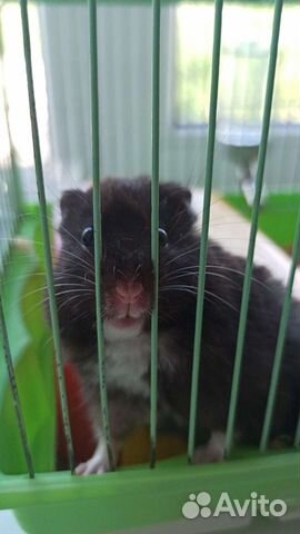 Отдам сирийского хомячка, с клеткой, девочка