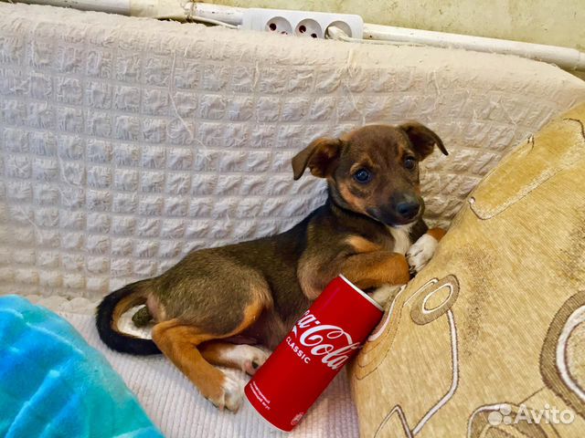 Ищет дом щенок мелкой Собачки Ириска