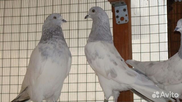 Индийские пакистанские и иранские голуби