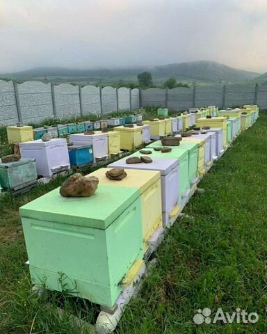 Улей с пчелами Семья пчелиная Карника, Карпатка Ру