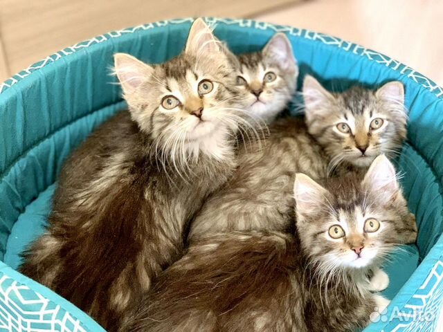 Котята