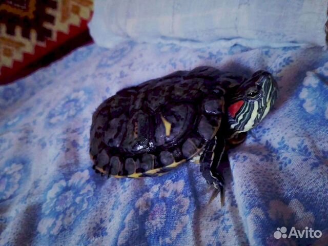 Красноухая Черепаха