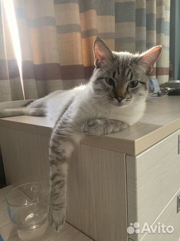 Отдам кота (котенок 8 месяцев) в добрые руки