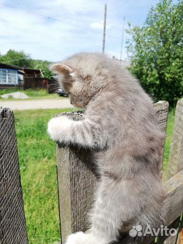 Котята, пушистые