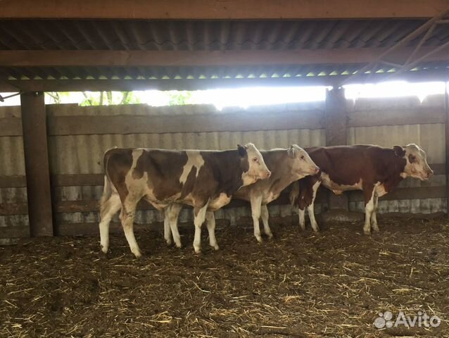Продаются бычки симменталы