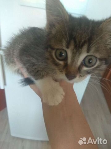 Котенок девочка. Серая малышка 2,5 месяца. В дар