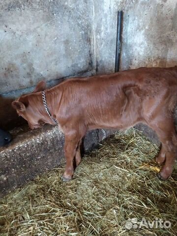 Тëлочка 10дней