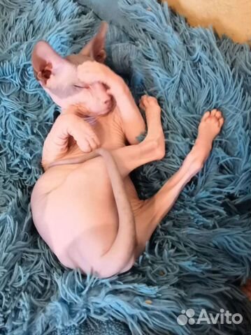 Мальчик зайчик