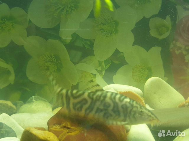 Боции мраморные