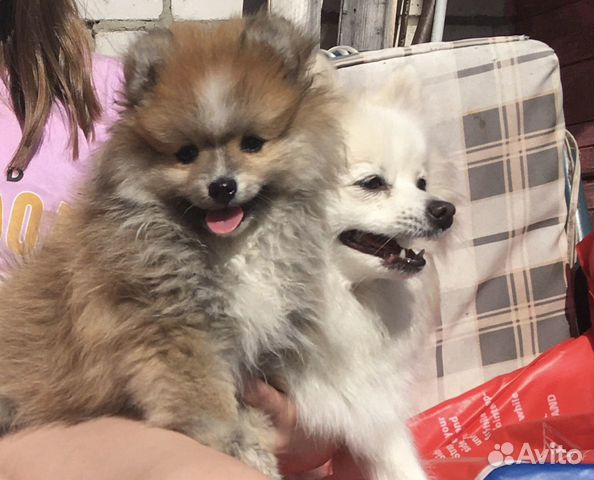 Померанский шпиц