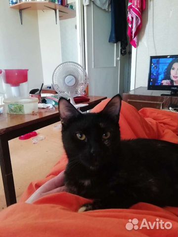Кошка