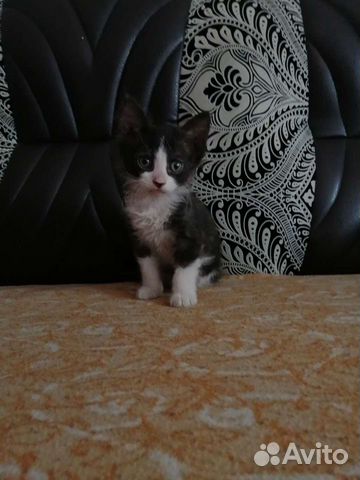 Канадский сфинкс