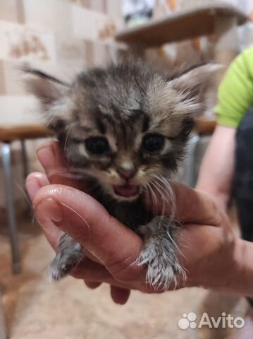 Котенок - подкидыш