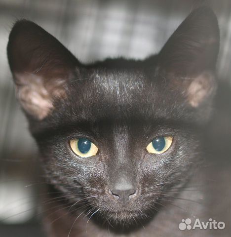 Черный котенок Дилма, 4 мес, привита