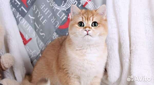 Британский котик Молтон