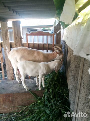 Коза с козленком