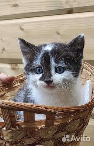 Очаровательный котенок девочка Китти в добрейшие р