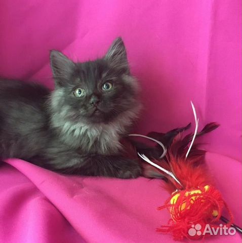 Пушистый Стивен, 3 мес