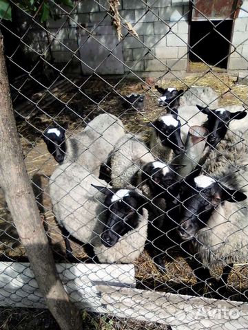 Романовские овцы