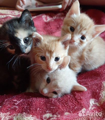 Кошка