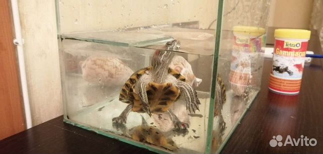 Красноухая черепаха с аквариумом