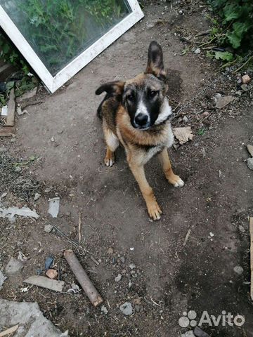 Собака. Мальчик 6 месяцев. Смесь овчарки с московс