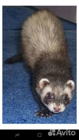 Хорек с клеткой