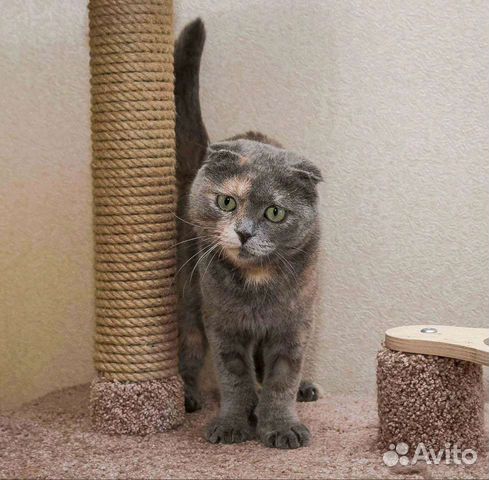 Шотландская вислоухая кошка бесплатно