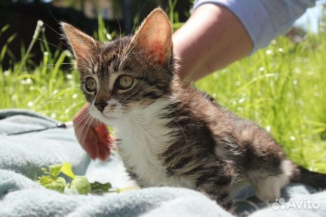 Котенок полосатый ручной в дар 2м