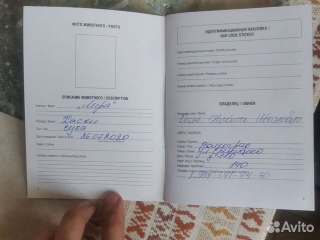 Хаски