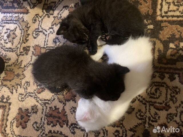 Шотладские котята вислоухие